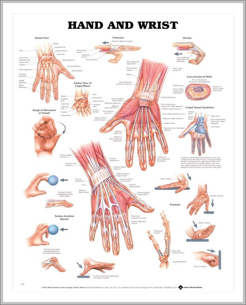 Wrist And Hand Anatomy