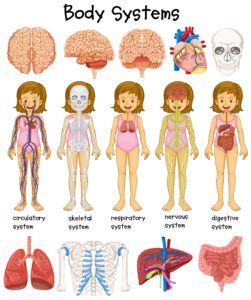 Human Body Systems Kids