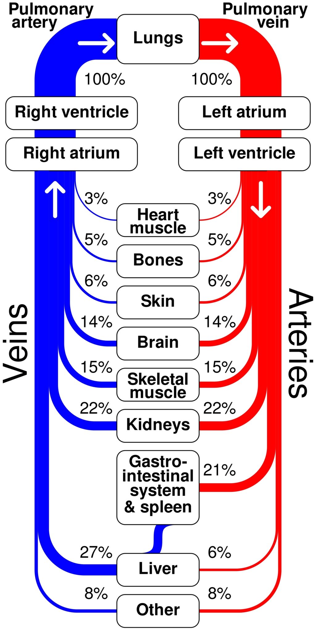 arteries diagram – Graph Diagram