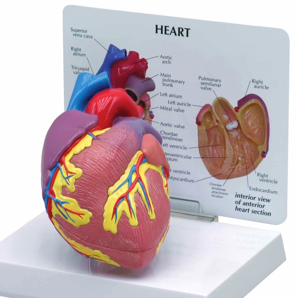 Heart 3D model