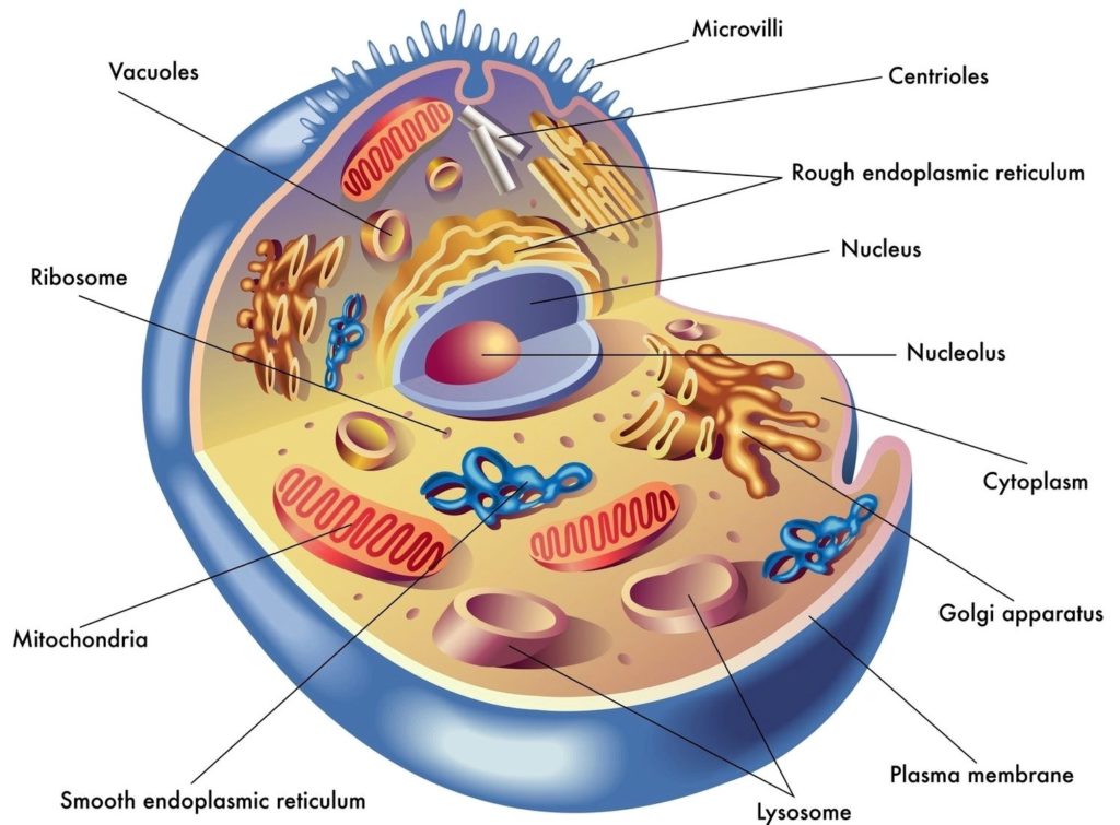 Organs