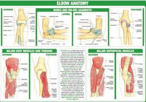 Elbow Anatomy Diagram With Labels