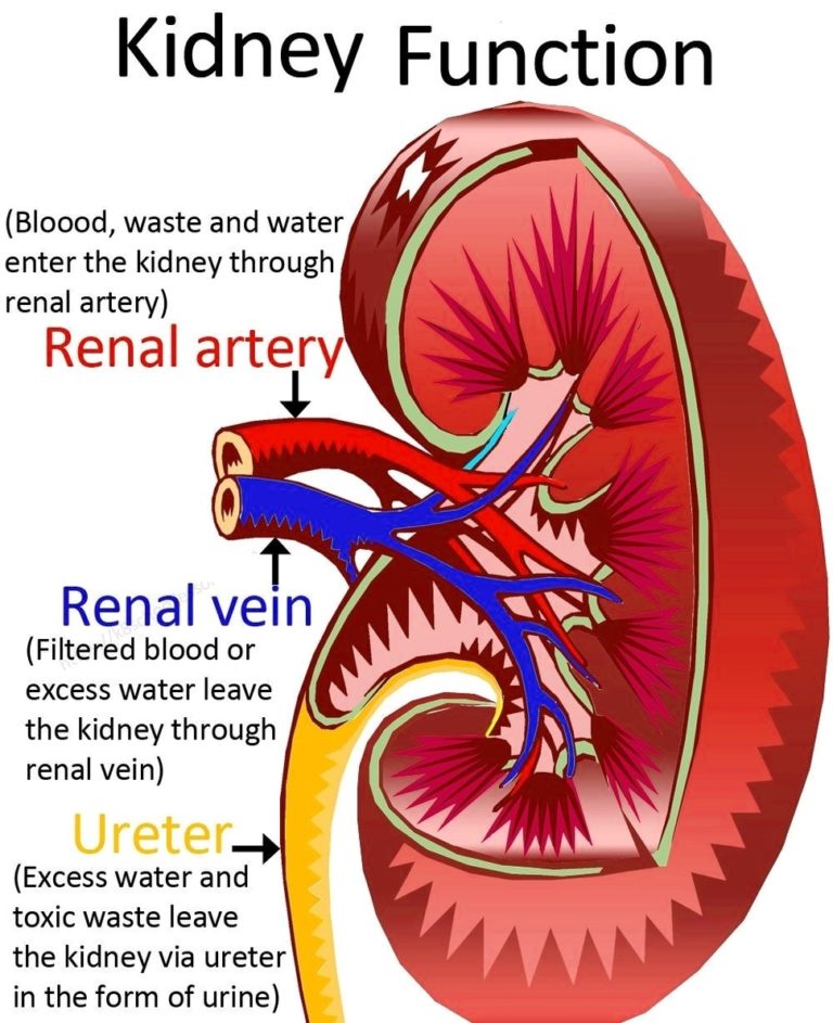 Kidney function diagram