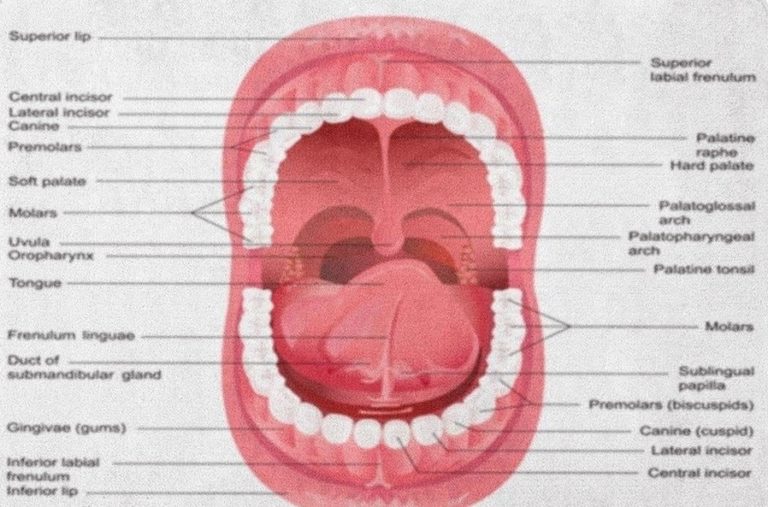 Mouth with labels