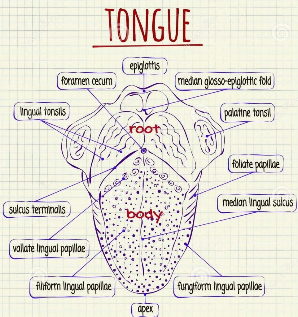 tongue anatomy