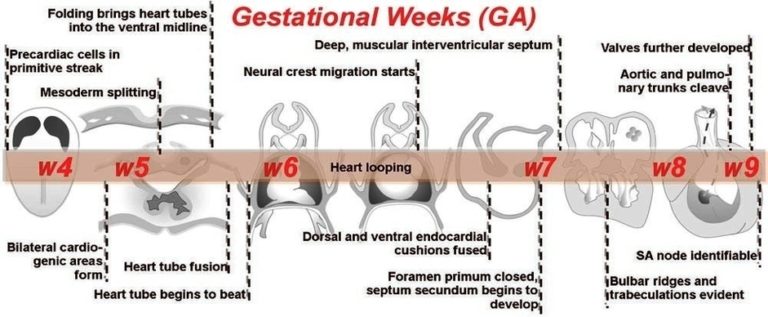 Advanced Heart Development Timeline Ga Image