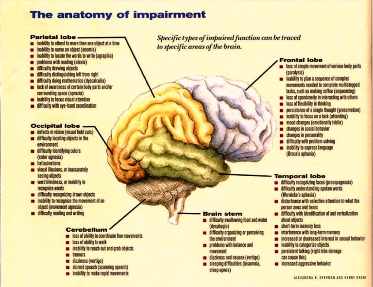 Anatomy Of Impairment Image