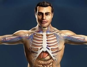 Anatomy Semi Textured Image - Graph Diagram