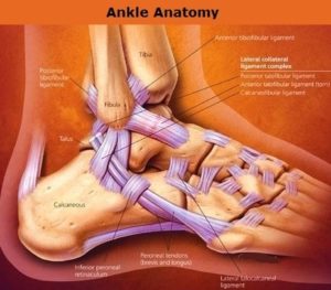 Ankle Anatomy Image