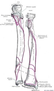 Arm Bones Diagram Image