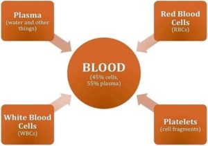 Blood Composition Diagram Image