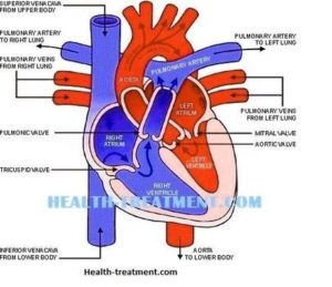 Blood Flow Diagram Image