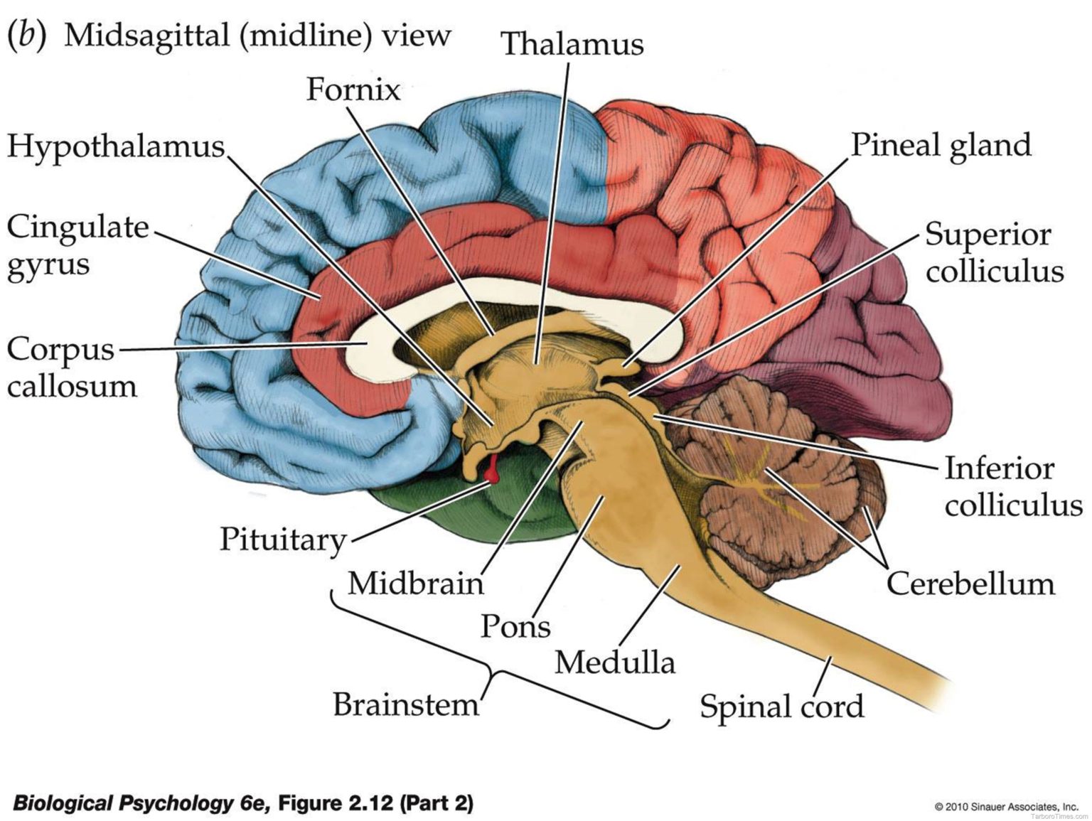 Brain Diagram Image