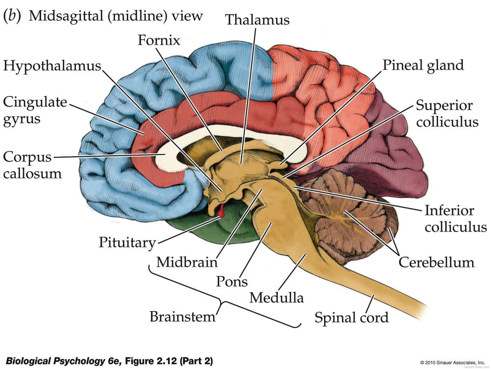 Brain Diagram1 Image
