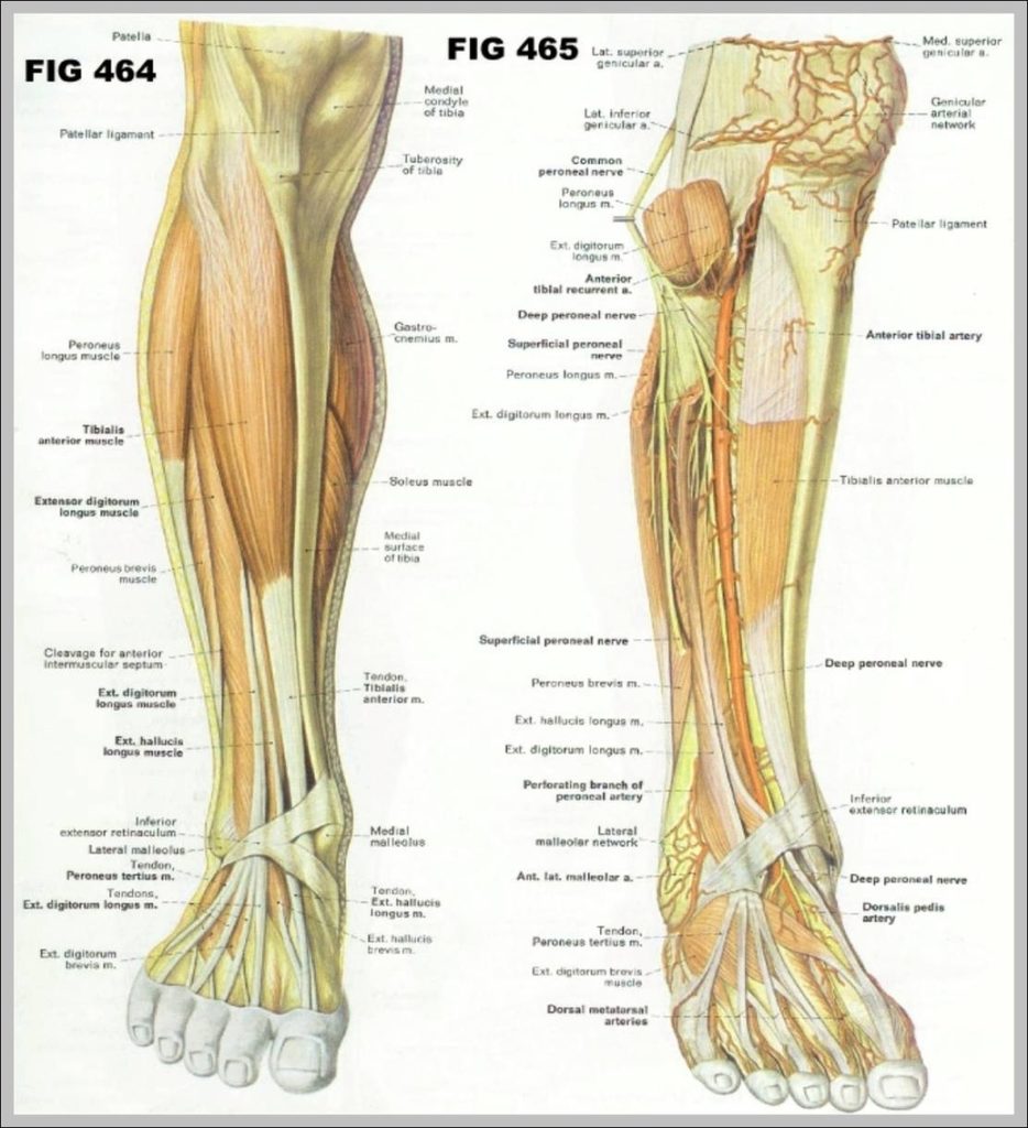 Calf Muscle Anatomy Image Graph Diagram Calf Muscle Anatomy Image Graph Diagram