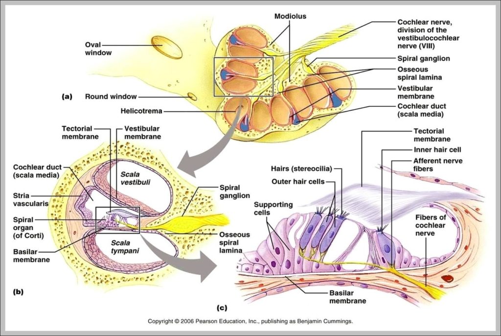 Cochlear Duct Image
