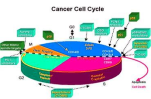 Cyclacel Cell Cycle Diagram1 Image