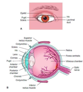Diagram Of The Human Eye And Internal Anatomy Of The Eyeball Image