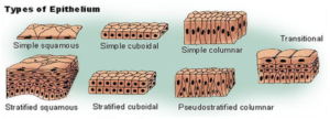 Epithelium Tissue Diagram Image