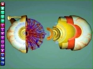 Eye Dissection Image