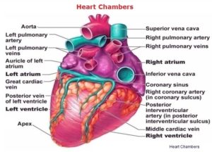 Heart Chambers Image