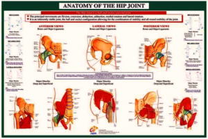 hip