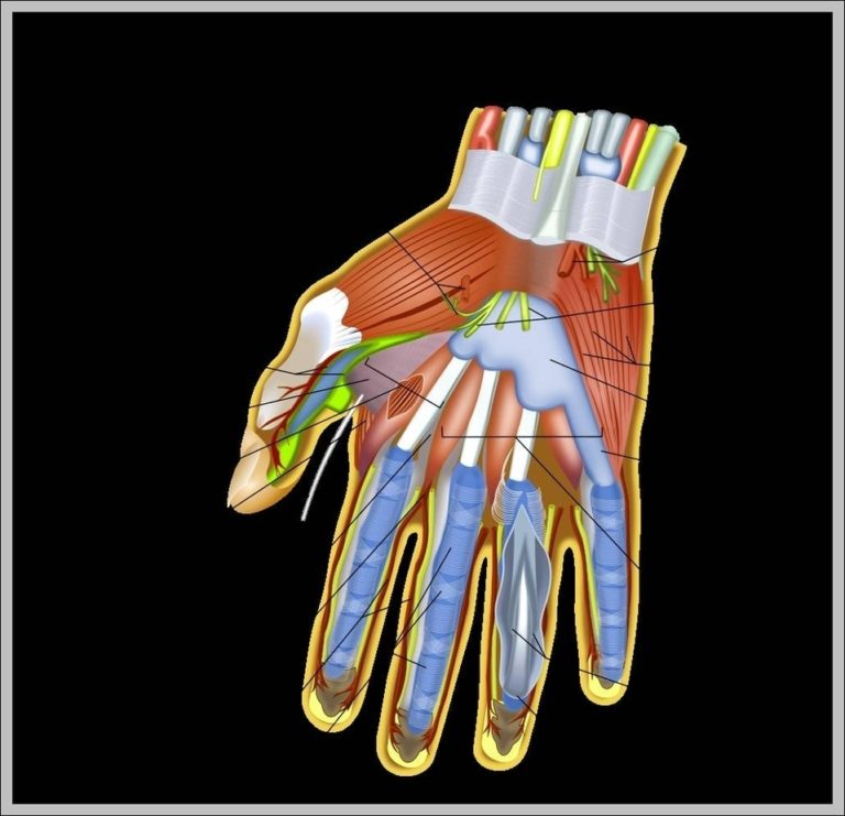 Human Anatomy Tendons And Ligaments Image