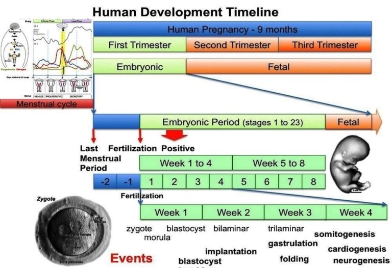 Human Development Timeline Image – Graph Diagram