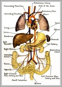 Human Internal Organs Location Image - Graph Diagram
