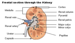 Kidney Diagram Image - Graph Diagram