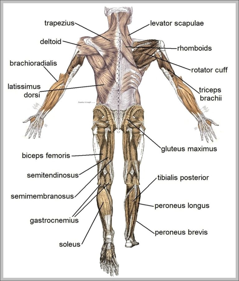 Labeled Muscular System Diagram Image