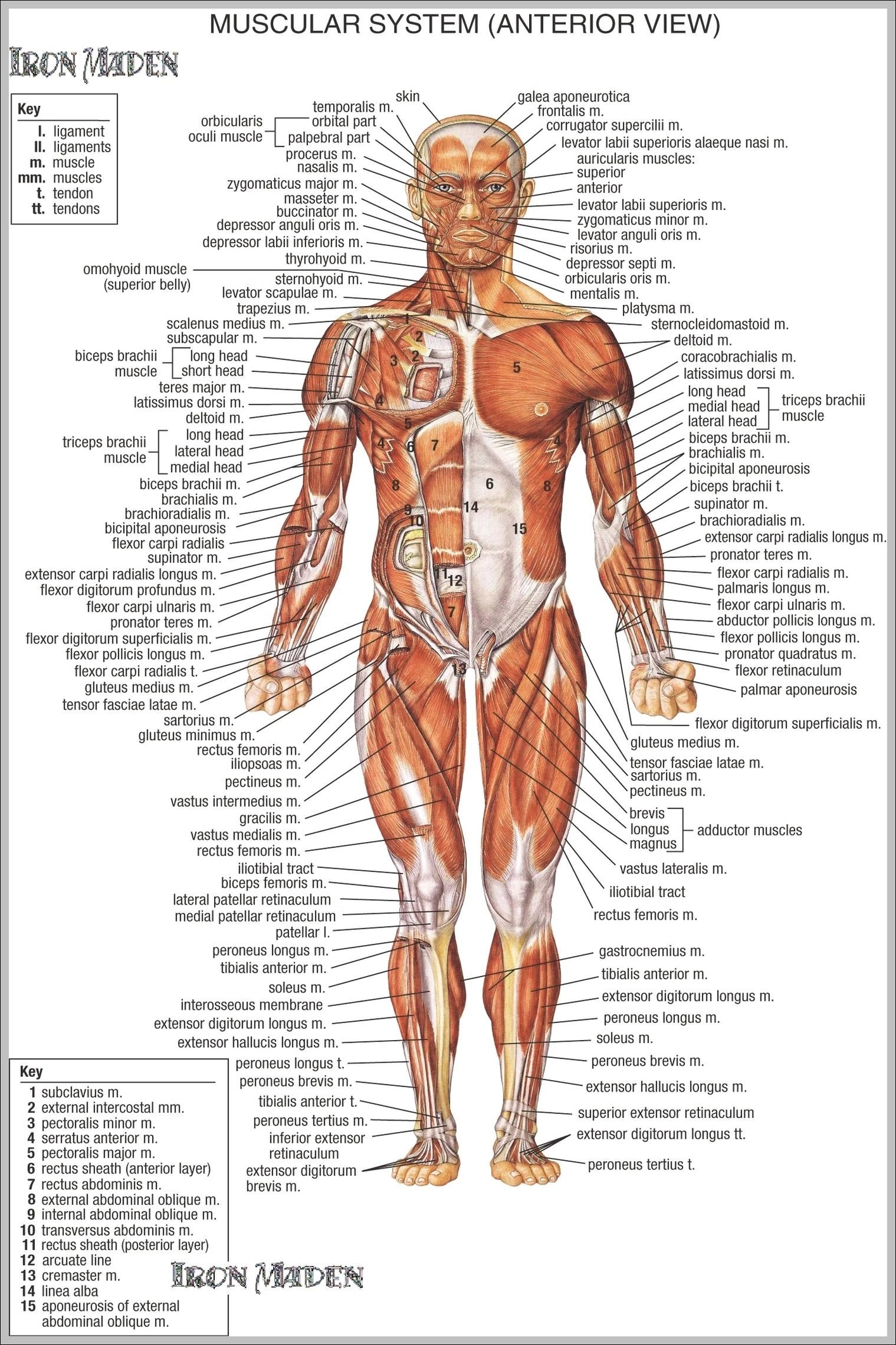 Muscle Anatomy Picture Image Graph Diagram Muscle Anatomy Picture Image Graph Diagram