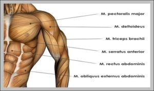 Muscles In The Upper Body Image