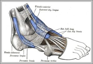 Peroneal Muscle Image