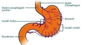 lymphnodes