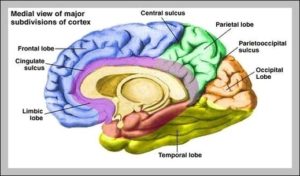 cerebral