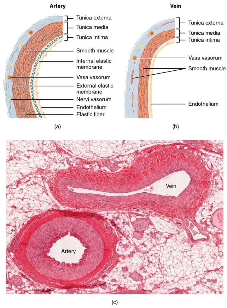 artery vs vein diagram