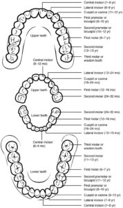Permanent and Deciduous Teeth