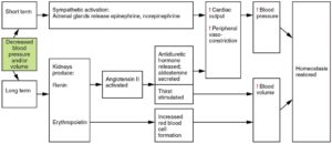 Renin Angiotensin Aldosterone Pathway