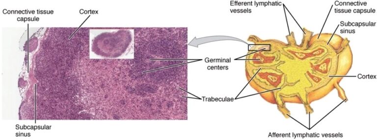 Structure and Histology of a Lymph Node