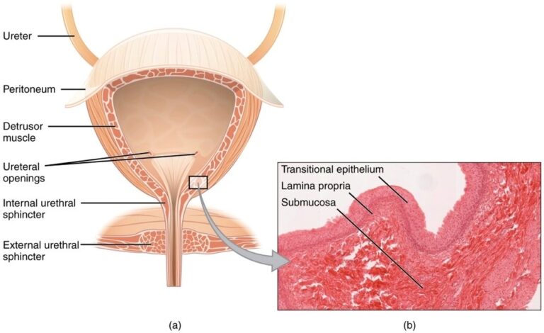Human Anatomy Diagrams