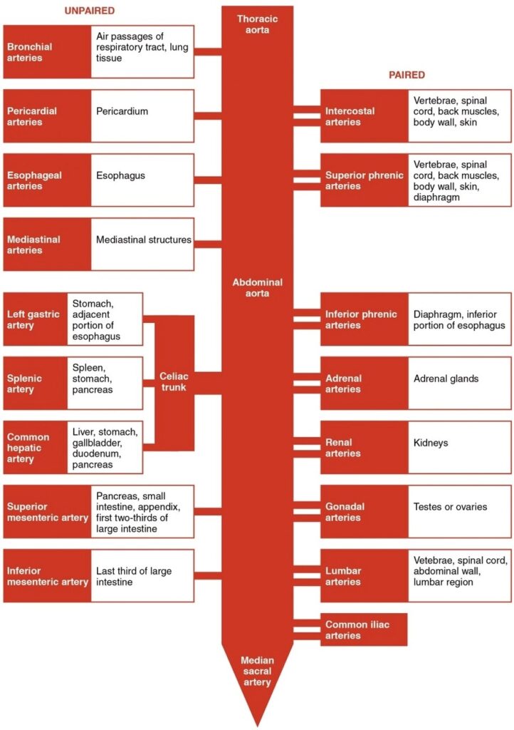 Thoracic Abdominal Arteries Chart