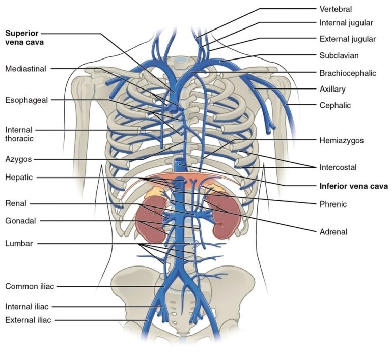 Anatomy