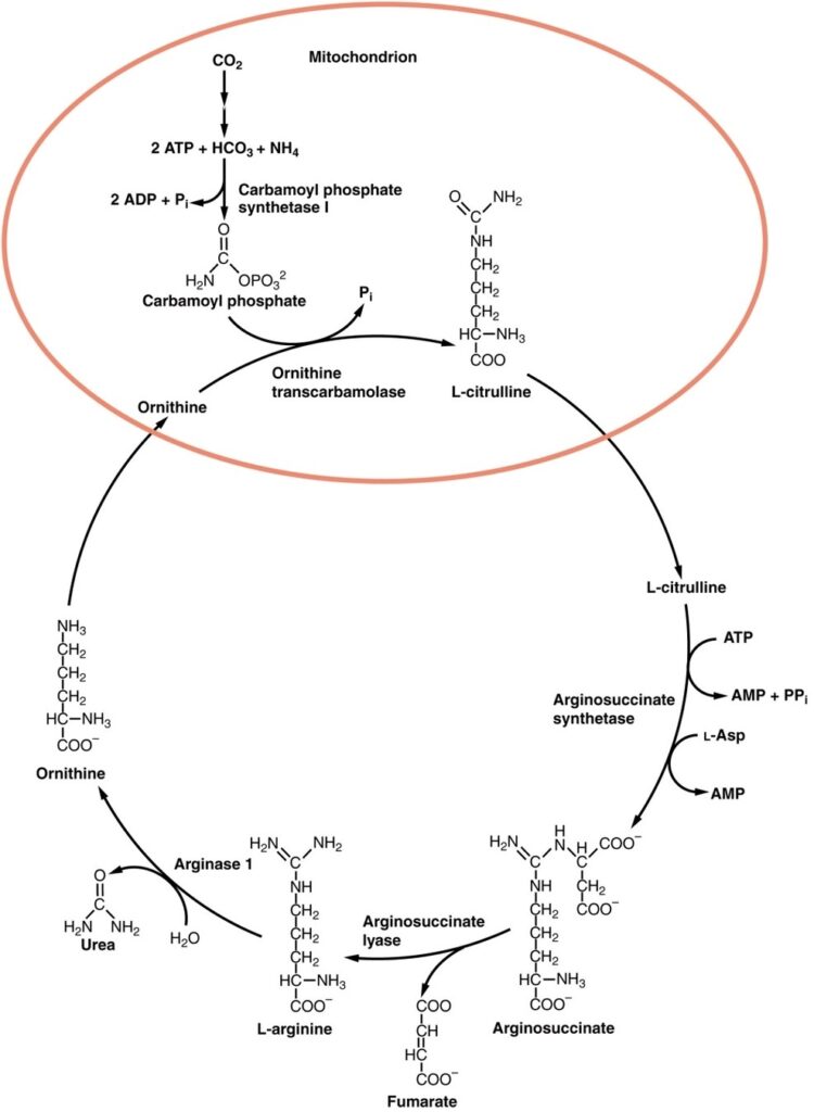 Urea Cycle