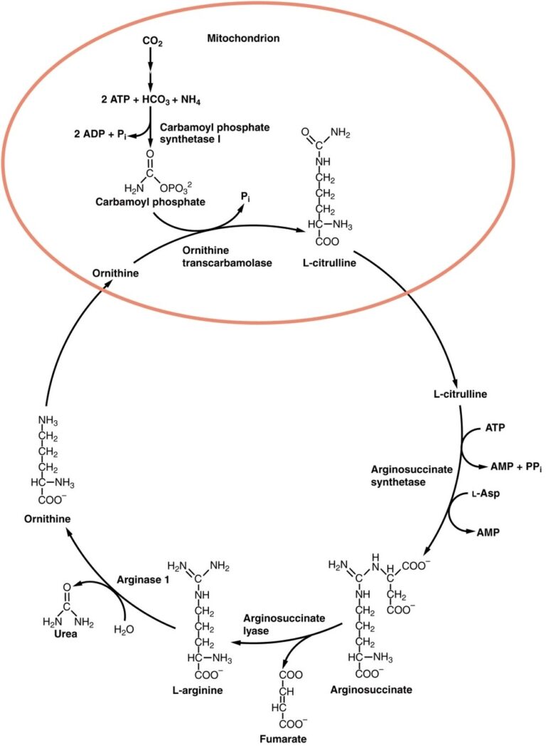 Urea Cycle