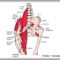 Human Anatomy Diagrams
